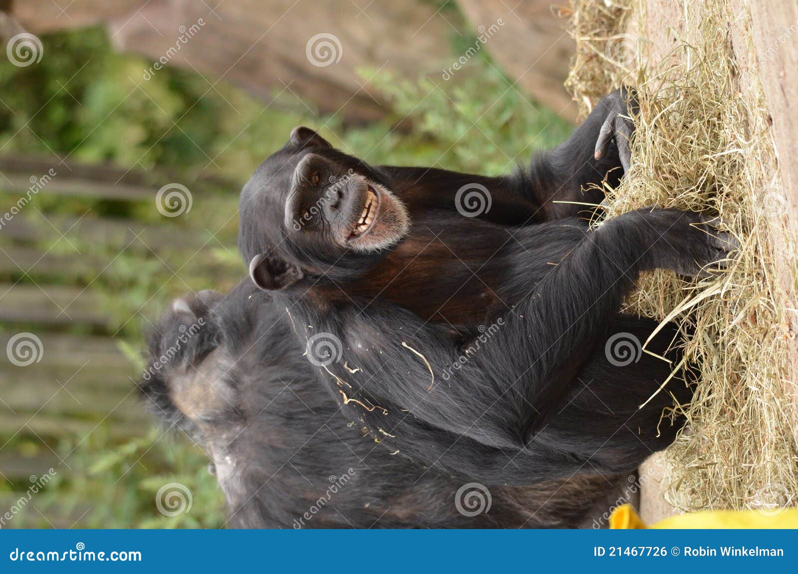 Chimp smile stock photo. Image of mouth, monkey, smile - 21467726