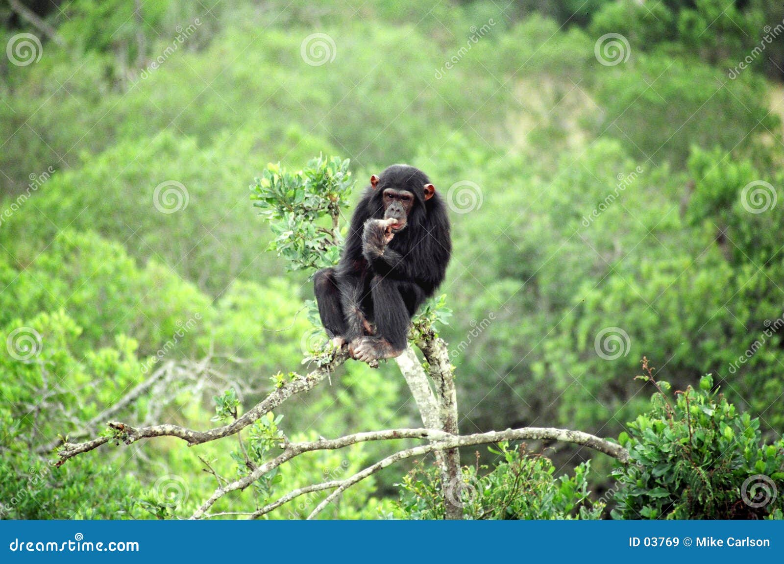 Chimp Thinking stock image. Image of think, branch, sitting - 3769