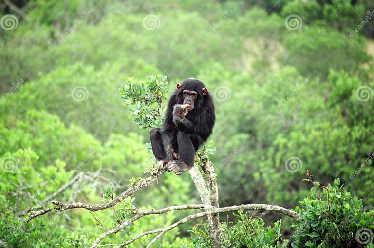Chimp Thinking stock image. Image of think, branch, sitting - 3769