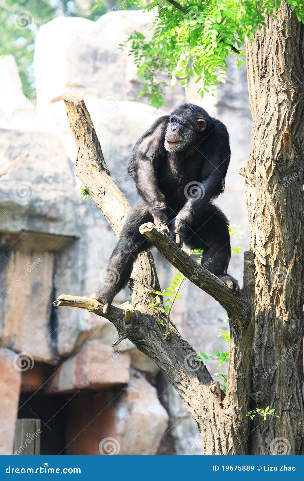 Chimp on tree stock image. Image of hanging, asia, green - 19675889