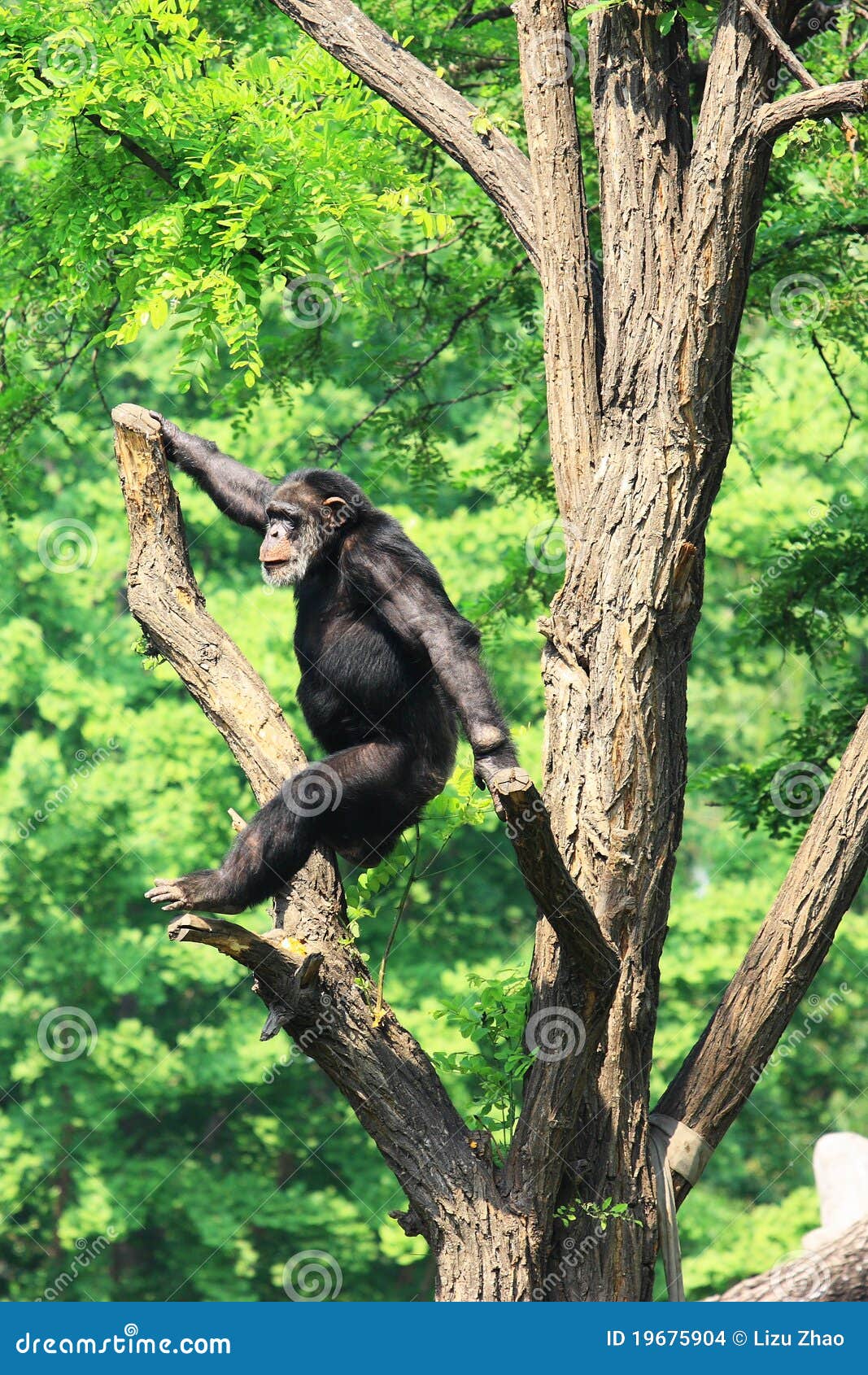 Chimpanzee Climbing Tree