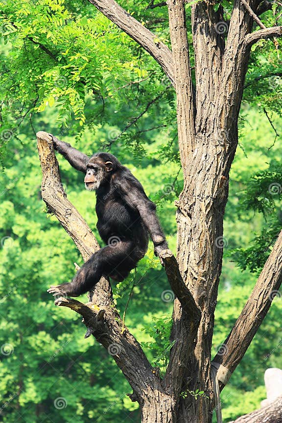 Chimp on tree stock photo. Image of chimp, climb, heffalump - 19675904