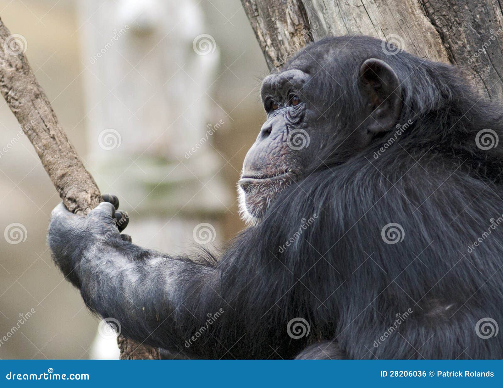 Chimp in a tree stock photo. Image of face, animals, chimpanzee - 28206036