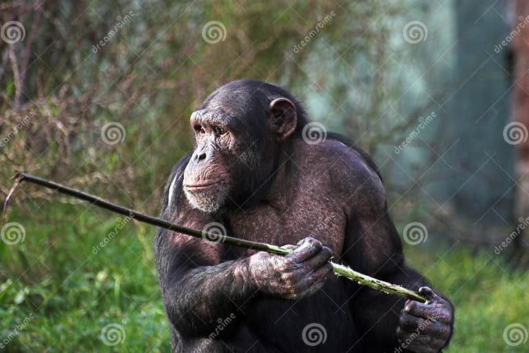 Chimp using a stick stock photo. Image of action, hands - 1715872