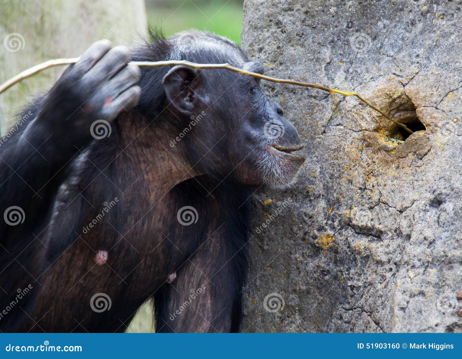 Chimp using tools stock photo. Image of hairy, black - 51903160