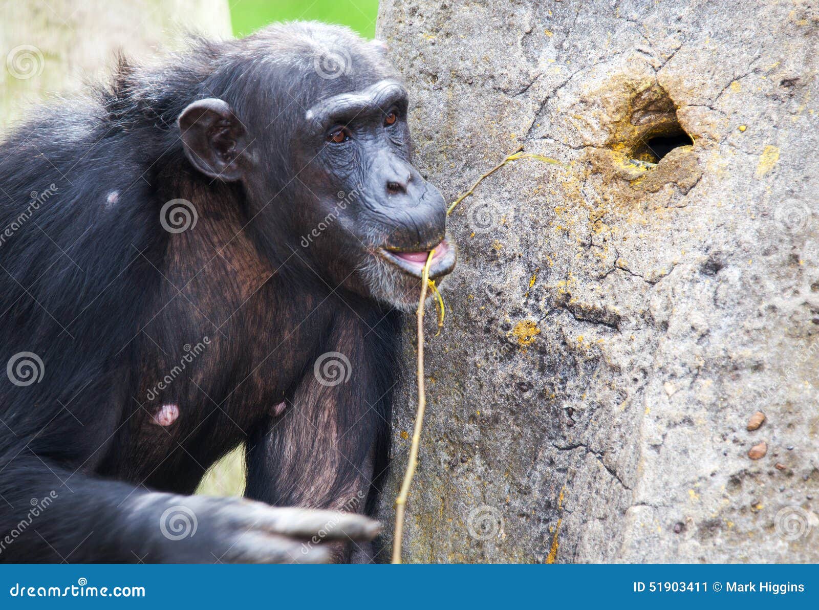 Chimp using tools stock image. Image of king, hands, family - 51903411