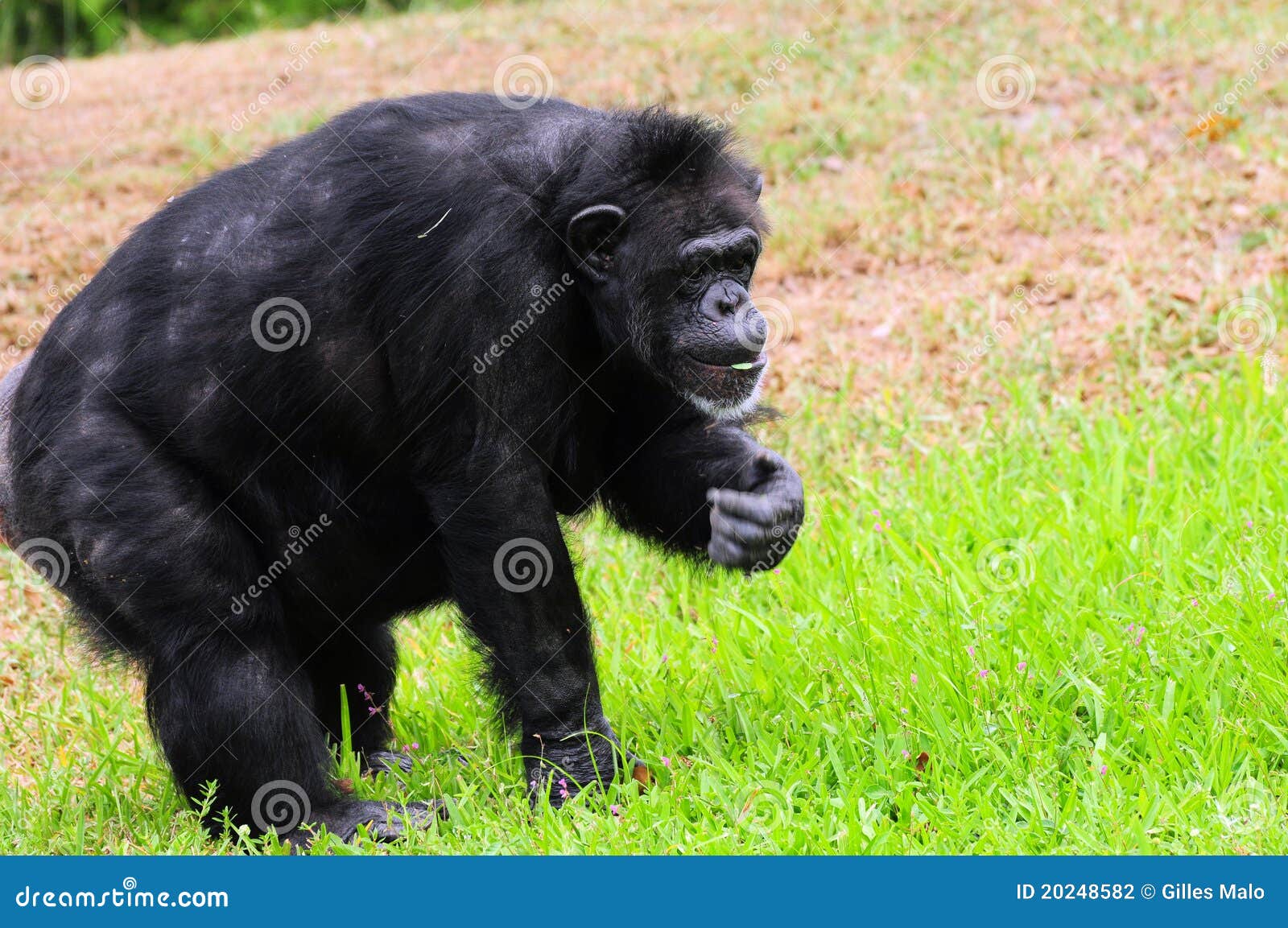 Chimp Walking stock photo. Image of monkey, primates - 20248582