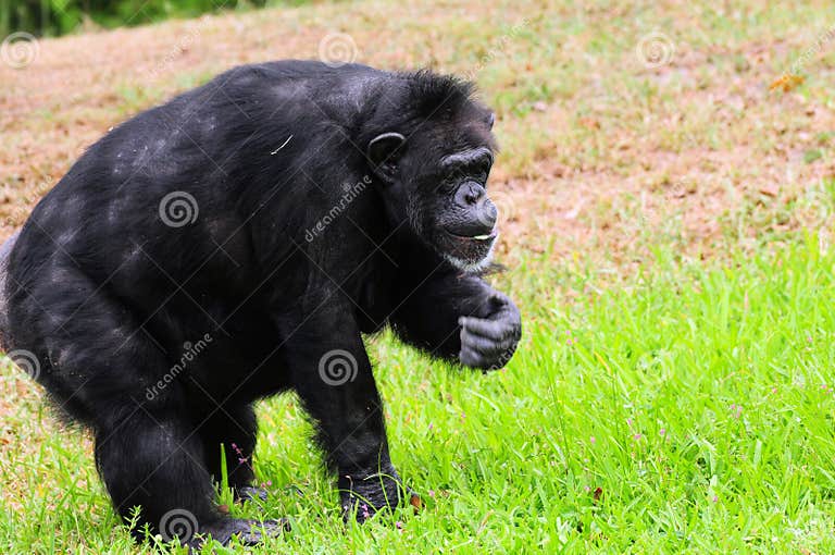 Chimp Walking stock photo. Image of monkey, primates - 20248582