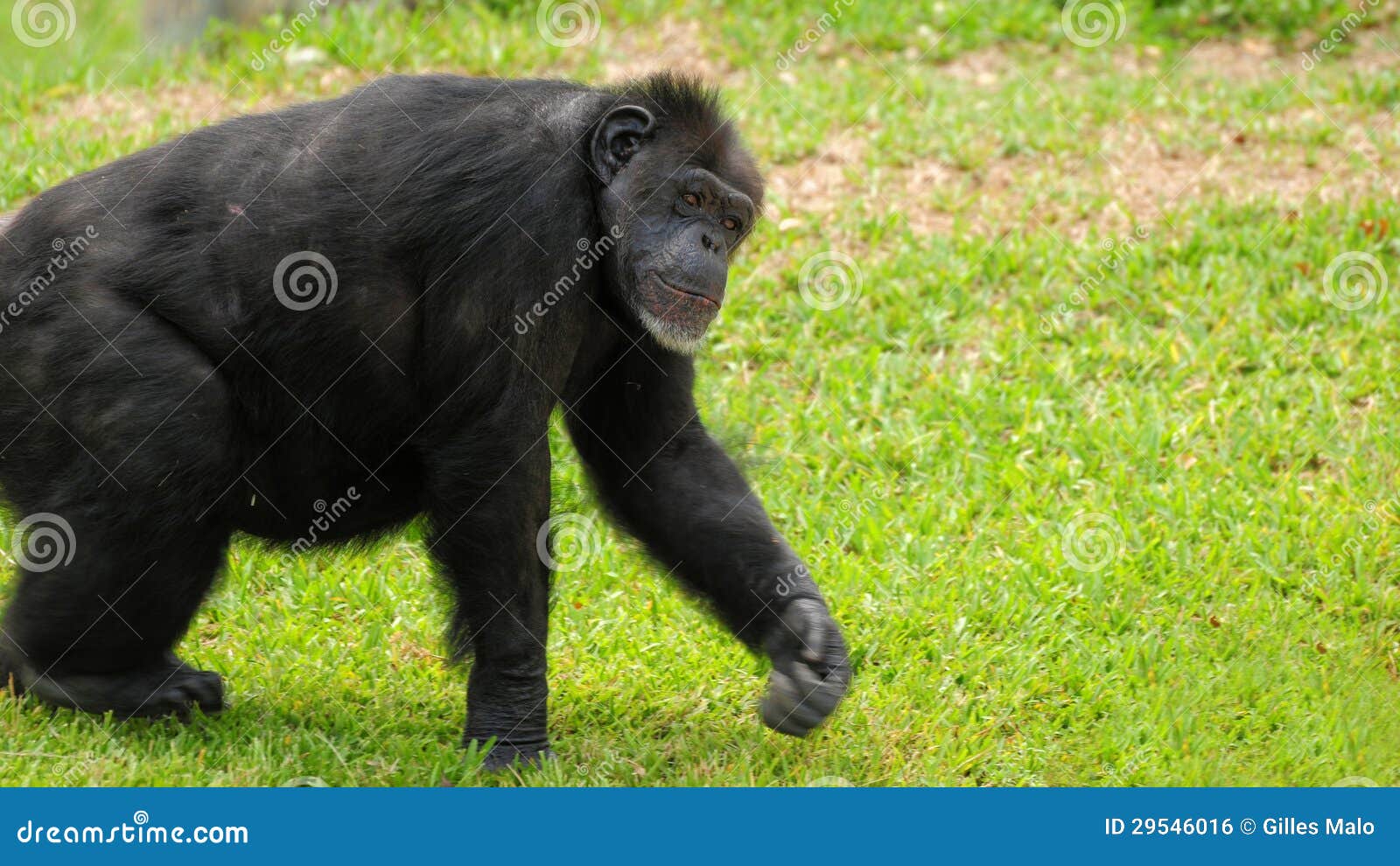 Chimp walking stock photo. Image of species, habitat - 29546016