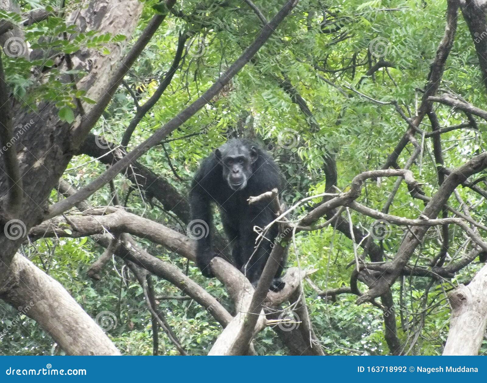 Chimp Walking on Branches of a Tree at Hyderabad Zoo Stock Photo ...