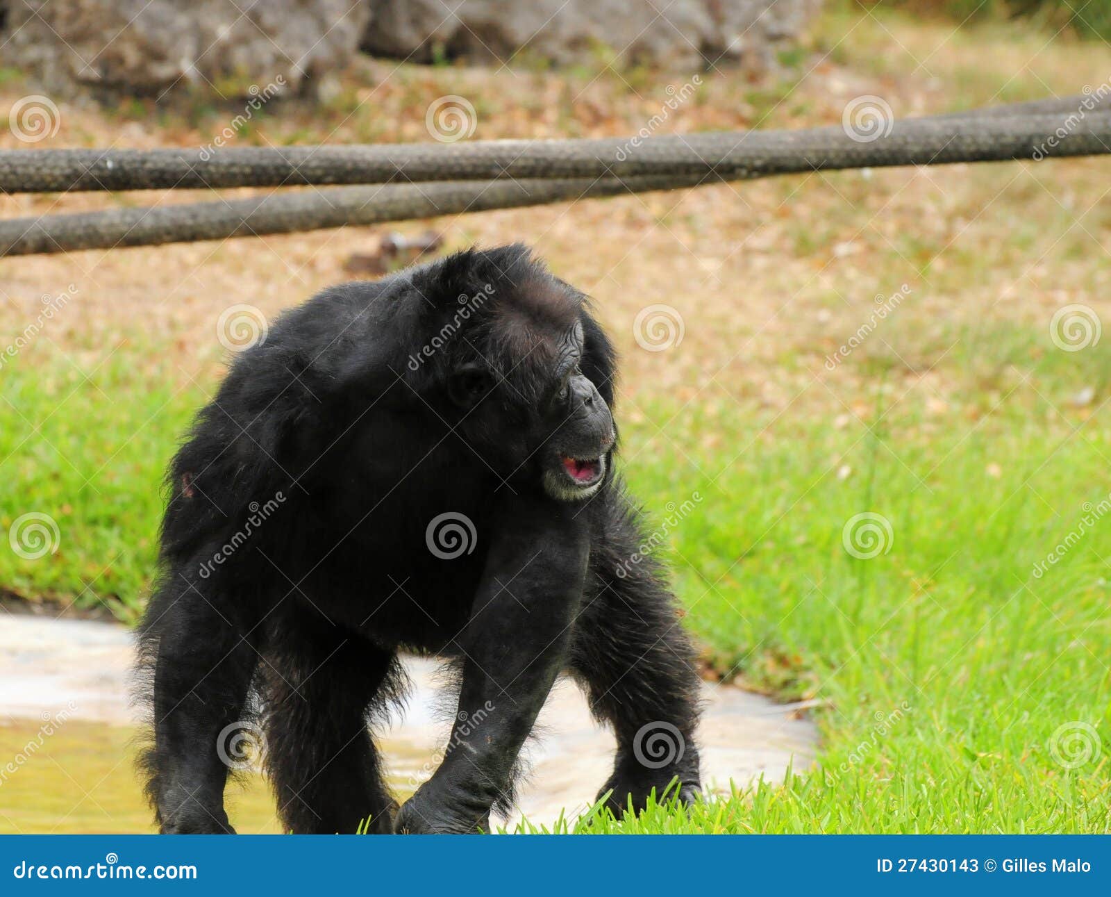 Chimp Walking, Looking Back Stock Image - Image of chimps, curious ...