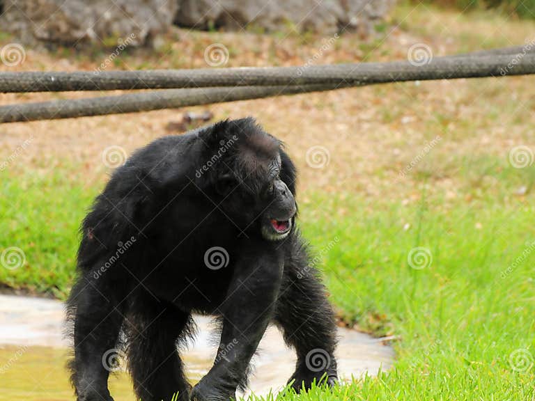 Chimp Walking, Looking Back Stock Image - Image of chimps, curious ...