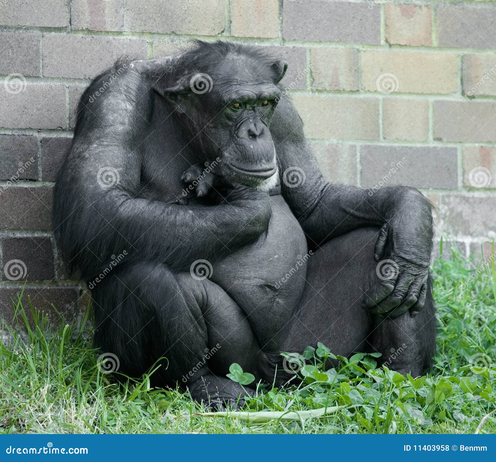 Chimp and wall stock photo. Image of natural, cute, nature - 11403958