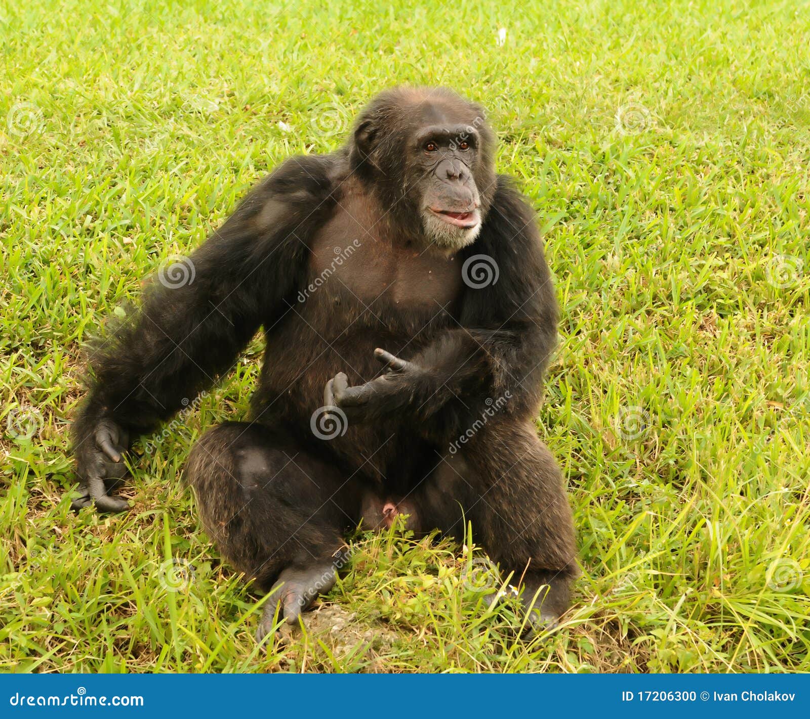 Chimp in the wild stock photo. Image of grass, wilderness - 17206300