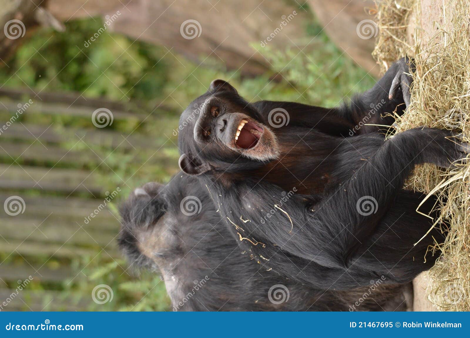 Chimp yawn stock image. Image of sleepy, juvenile, chimp - 21467695