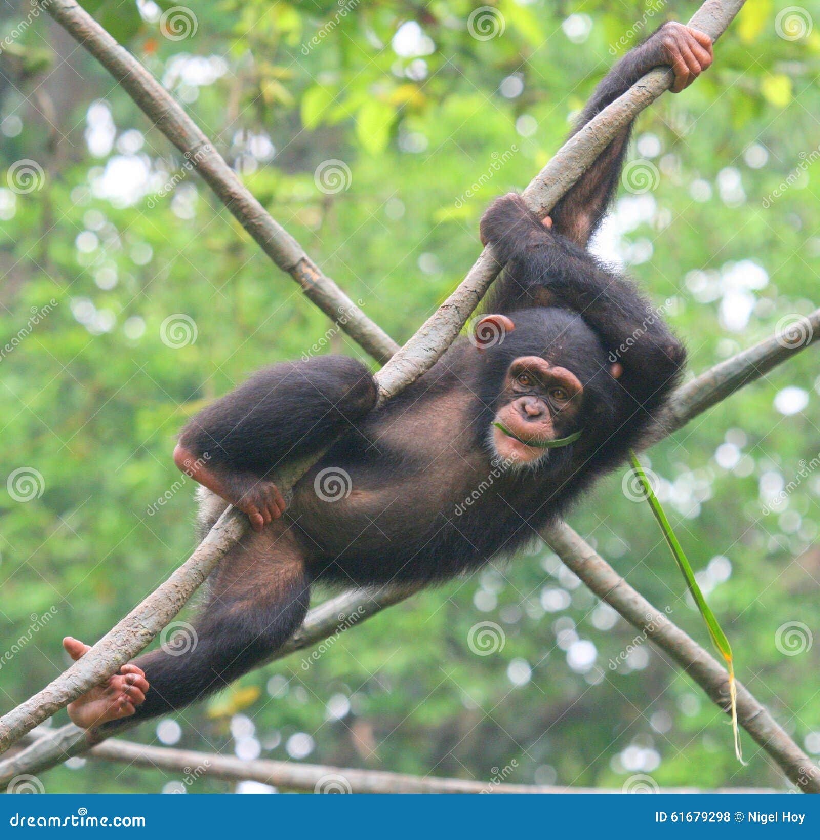 Chimpanzee Resting on Wood Poles Stock Photo - Image of playing ...