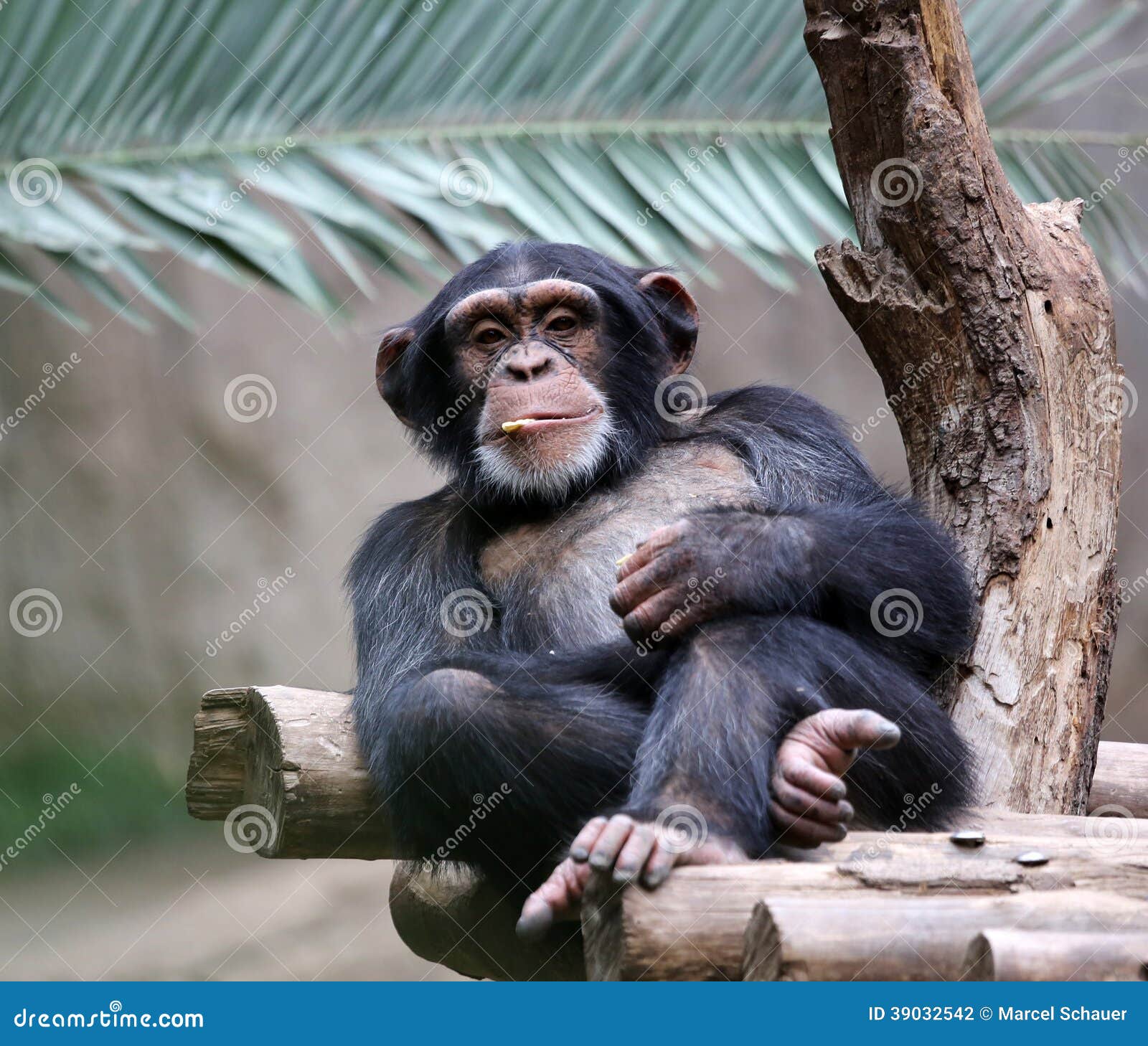 Chimpancé foto de archivo. Imagen de madera, siéntese - 39032542