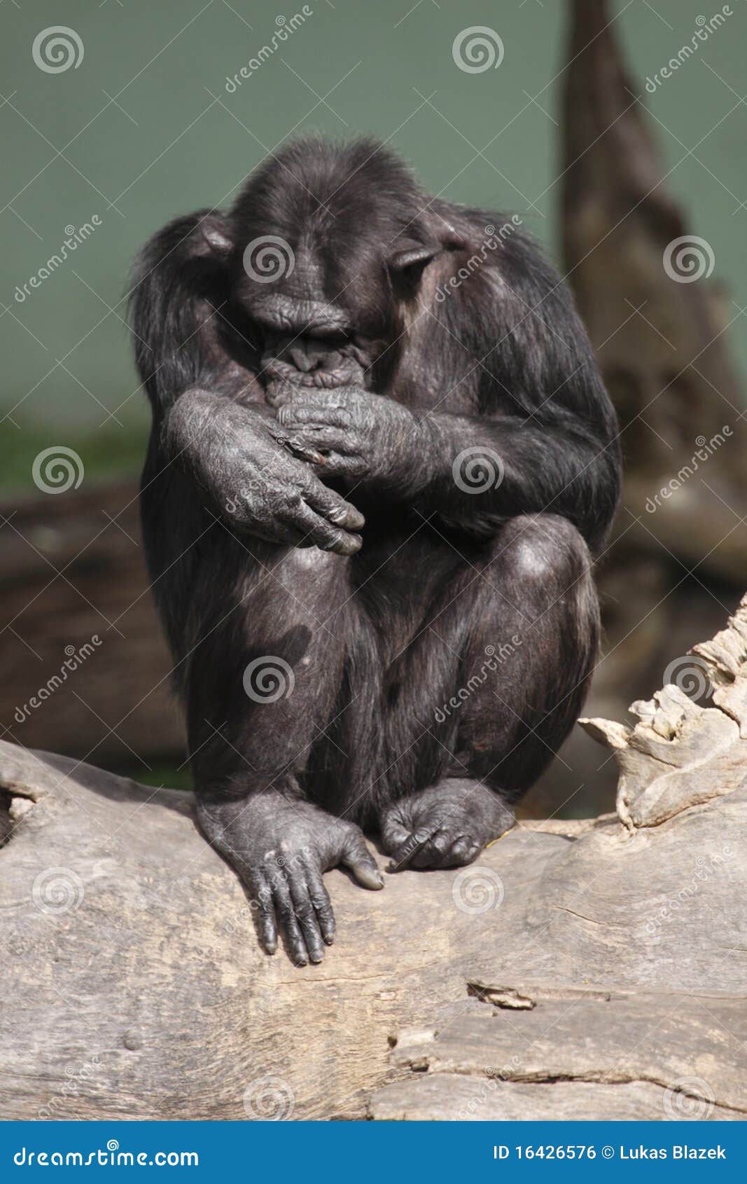 Chimpancé común foto de archivo. Imagen de robusto, mono - 16426576