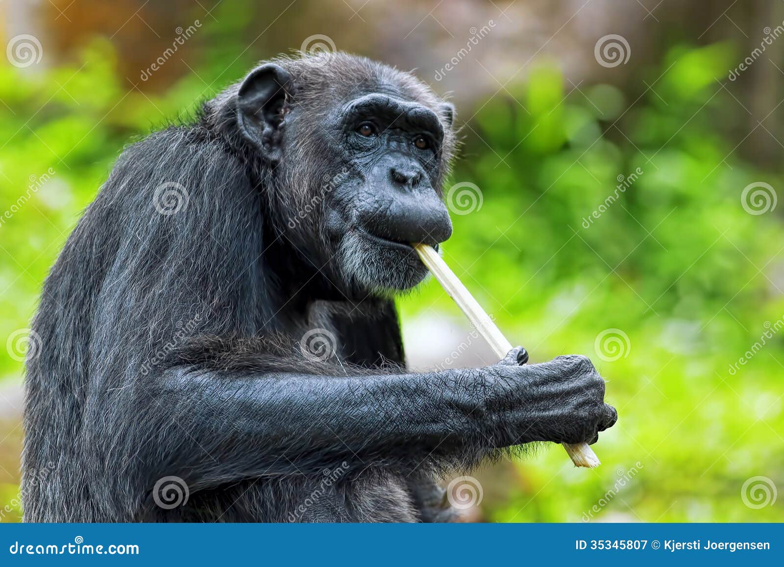 Chimpancé común imagen de archivo. Imagen de criatura - 35345807