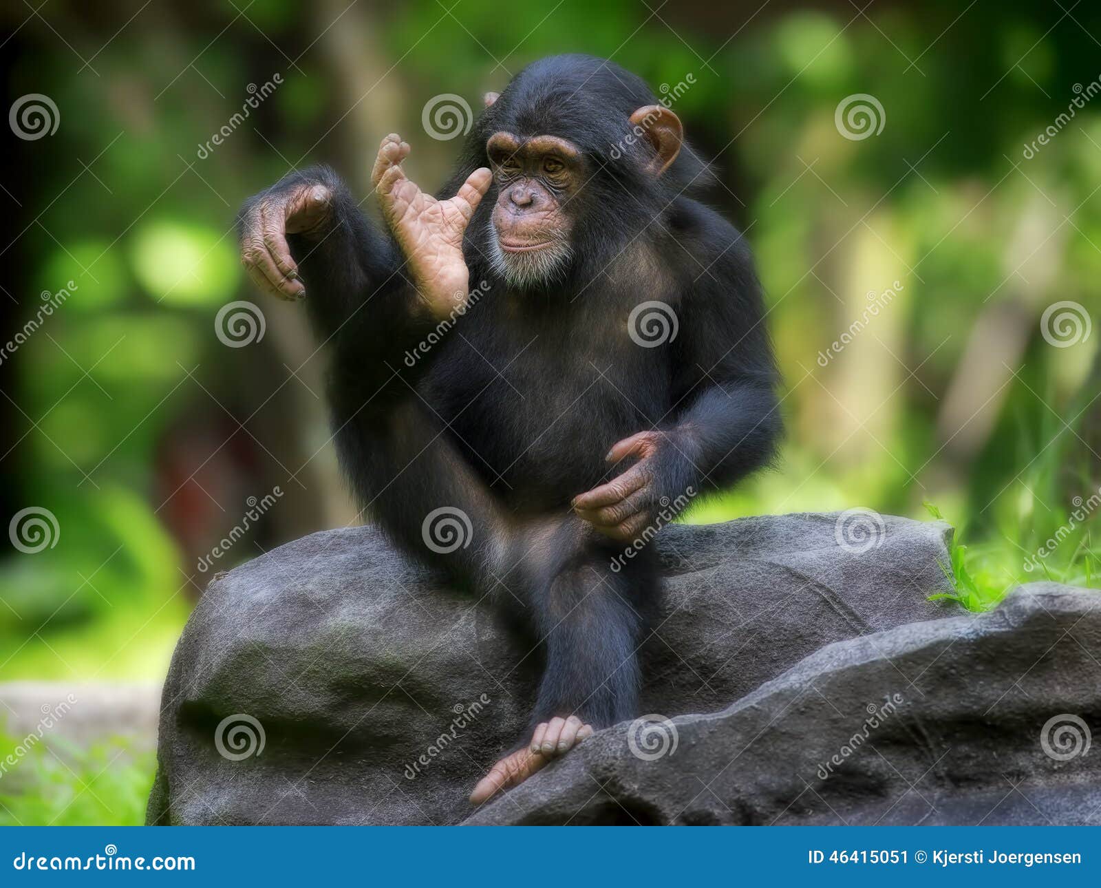 Chimpancé común imagen de archivo. Imagen de joven, primate - 46415051