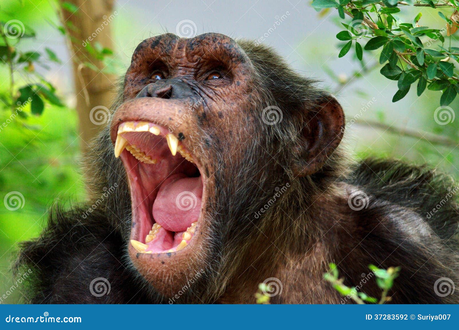 Chimpancé de los animales foto de archivo. Imagen de naturalizado ...