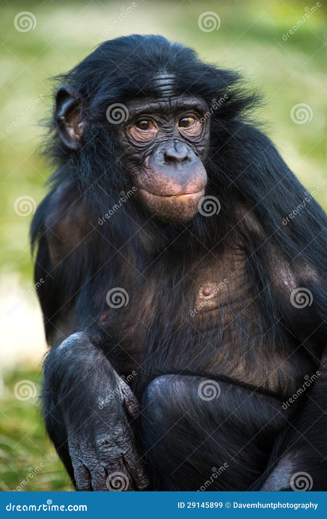 Chimpancé del Bonobo imagen de archivo. Imagen de simio - 29145899