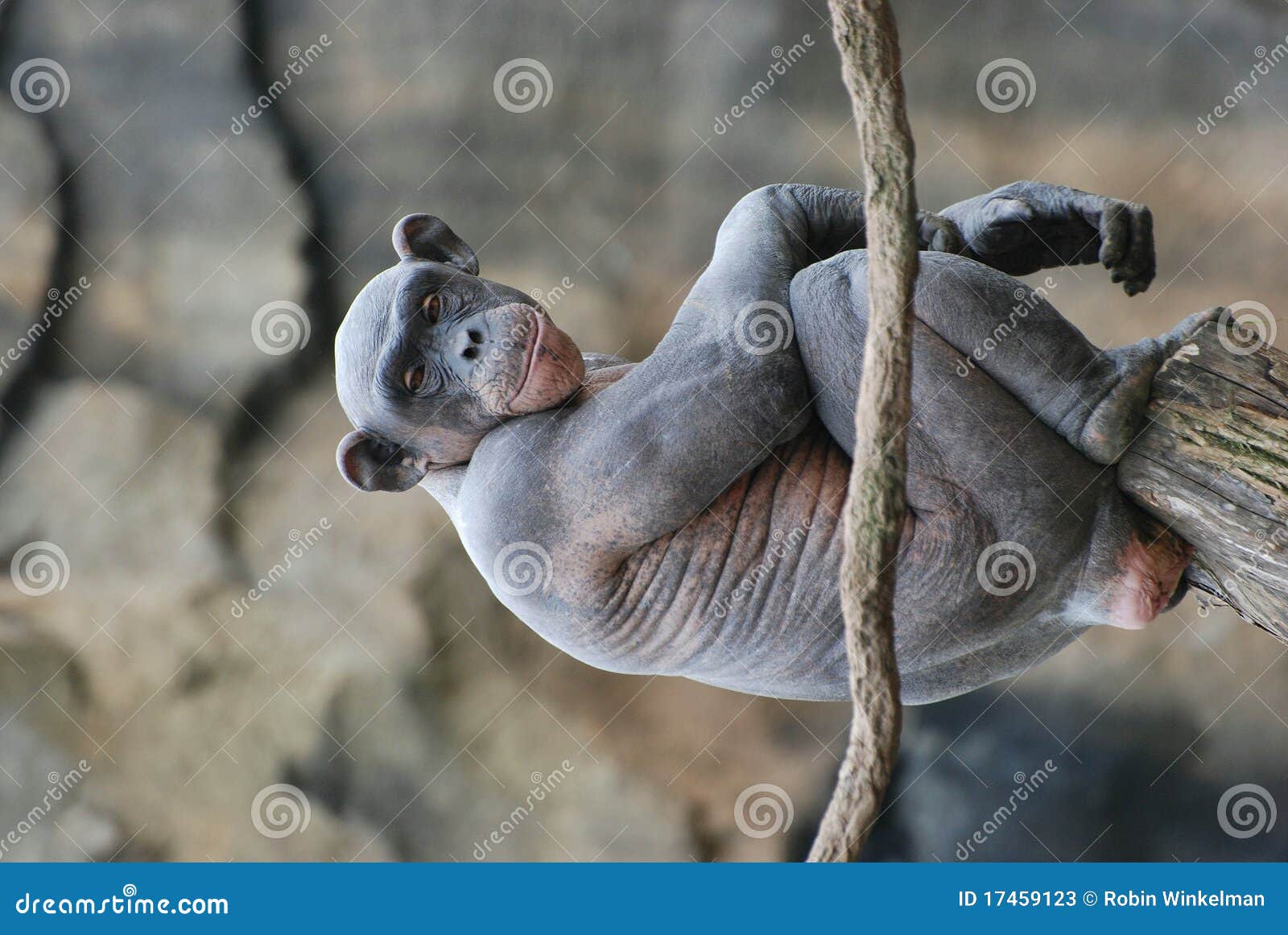 Chimpancé descubierto imagen de archivo. Imagen de sonrisas - 17459123