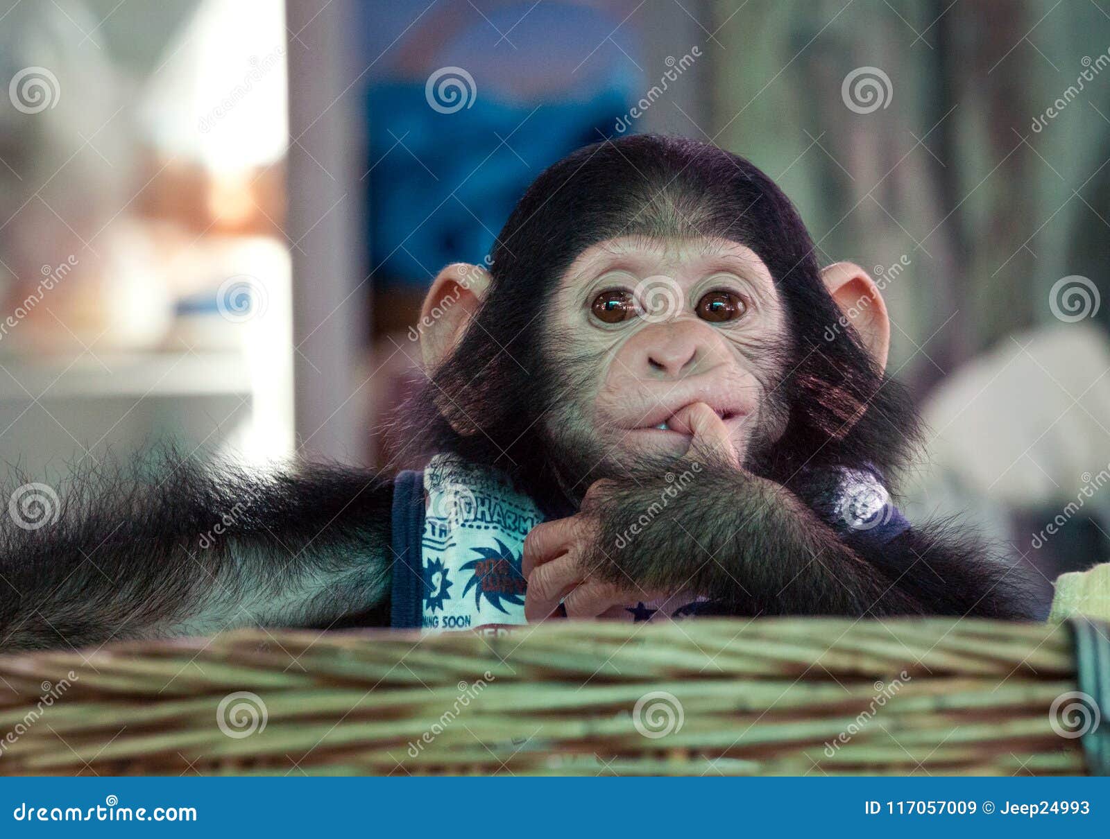 Chimpancé lindo del bebé imagen de archivo. Imagen de cara - 117057009