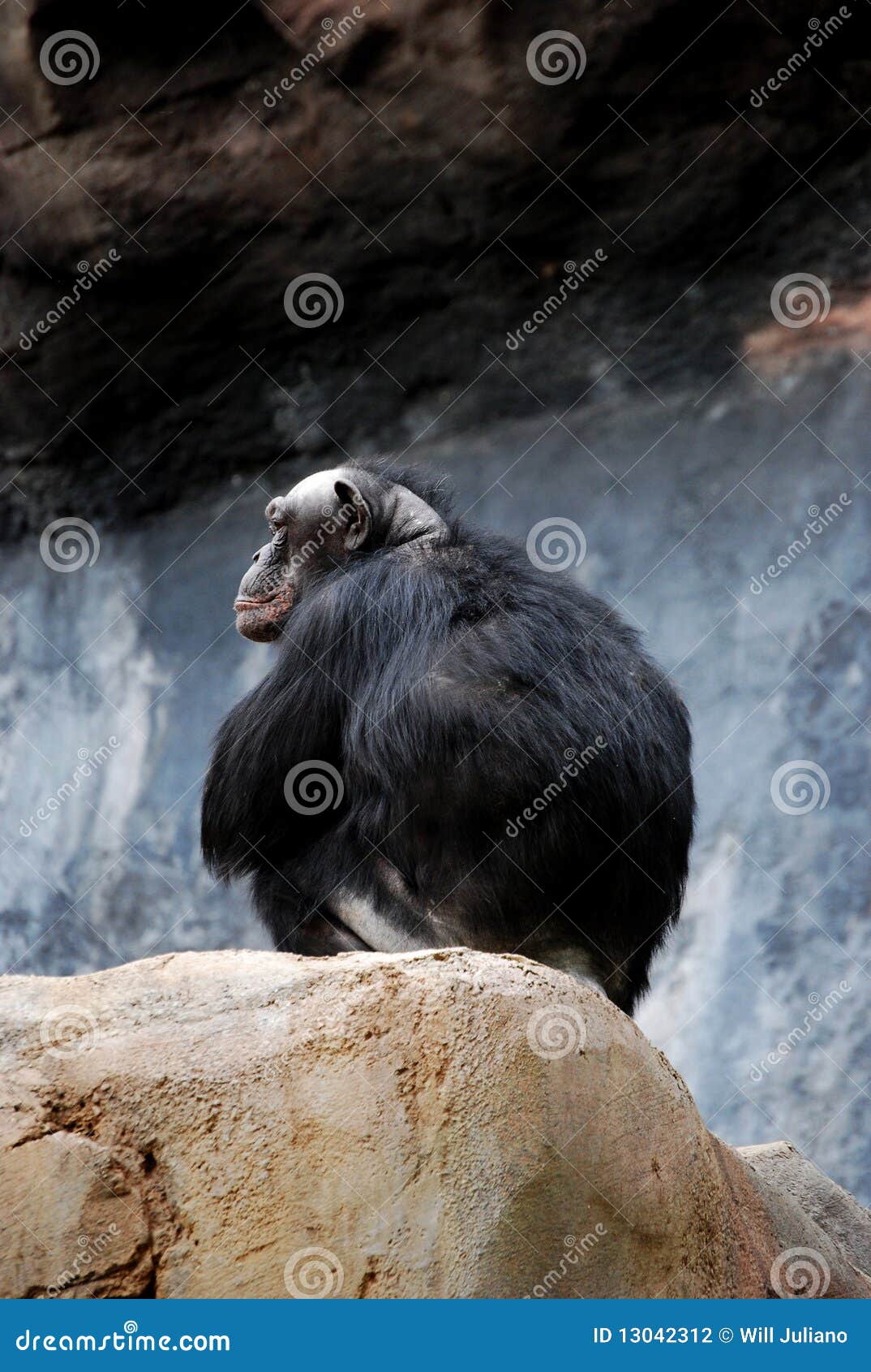 Chimpancé masculino calvo foto de archivo. Imagen de safari - 13042312