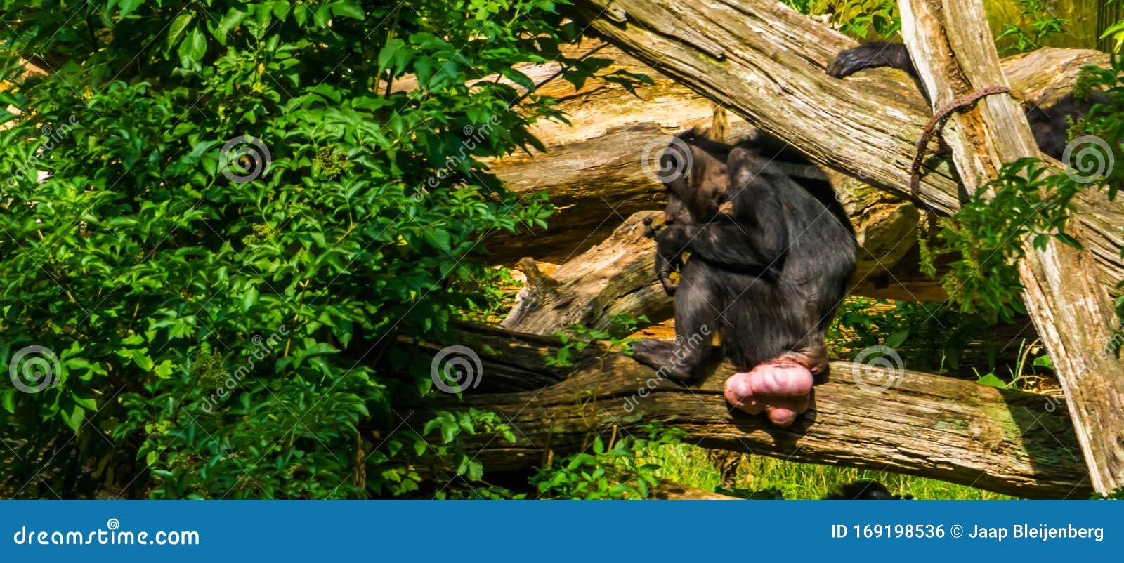 Chimpancé Con Muchas Hinchazón Genital Tumescencia Por Hormonas