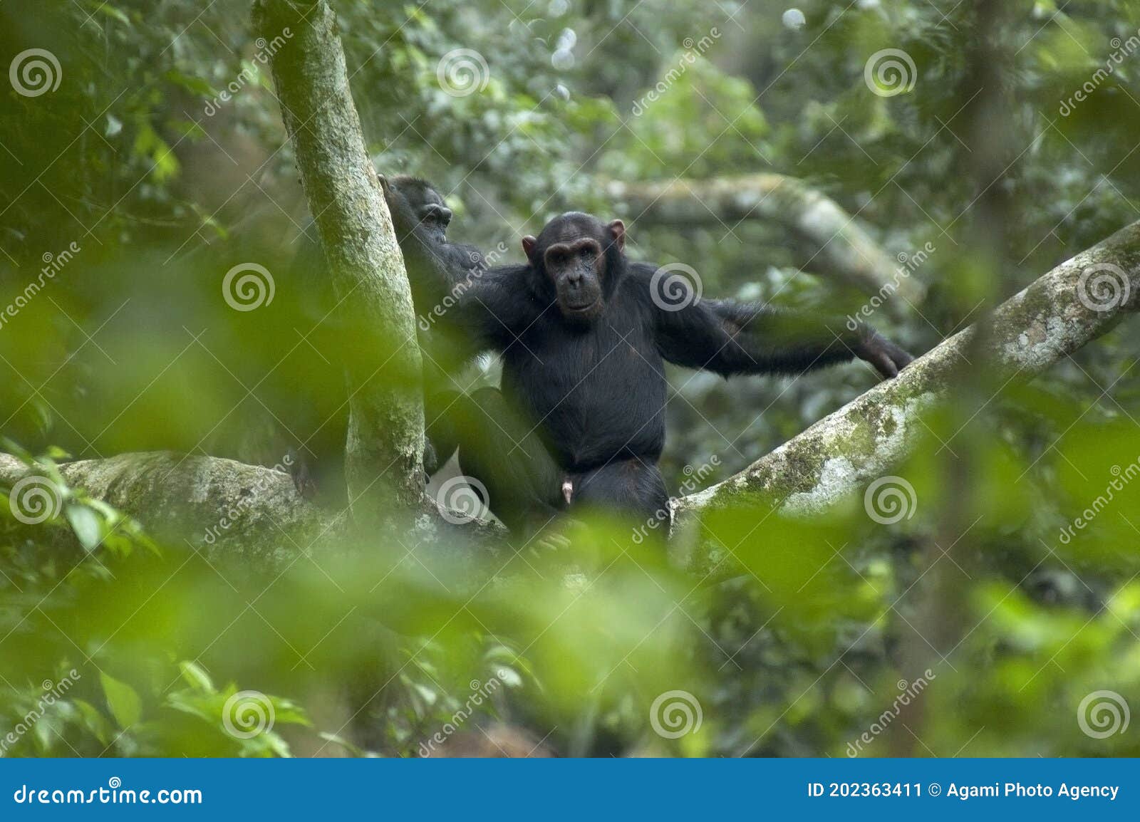 Chimpanzee On A Tree Stock Photography | CartoonDealer.com #43269260