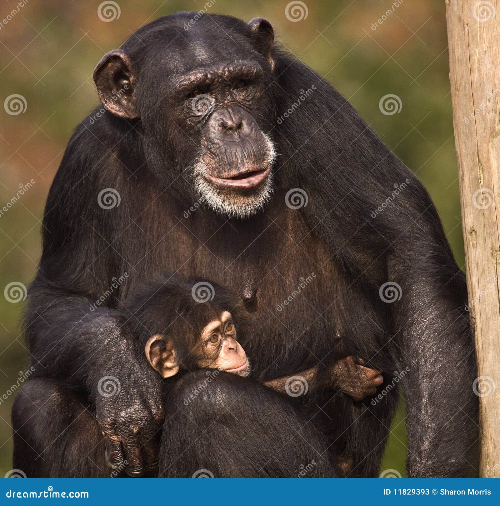 Chimpansee met Baby stock afbeelding. Image of familie - 11829393