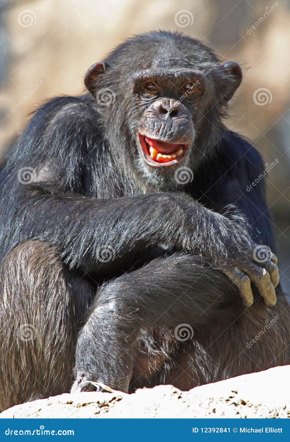 Ape Expression Smirk Stock Photos - Free & Royalty-Free Stock Photos ...