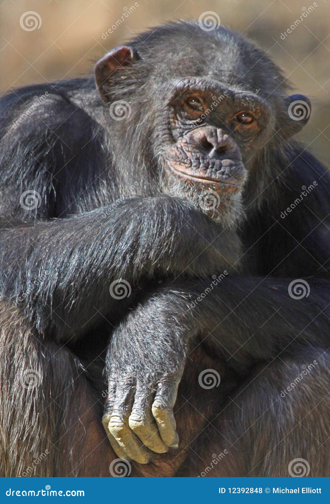 Chimpanzee stock photo. Image of hair, mouth, monkey - 12392848