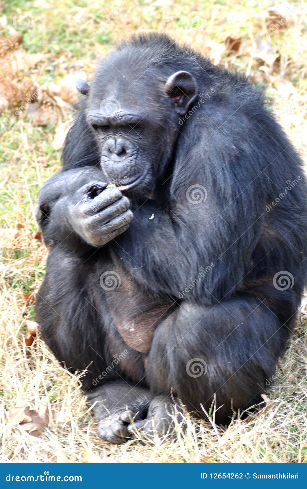 Chimpanzee stock photo. Image of wild, chimpanzee, black - 12654262