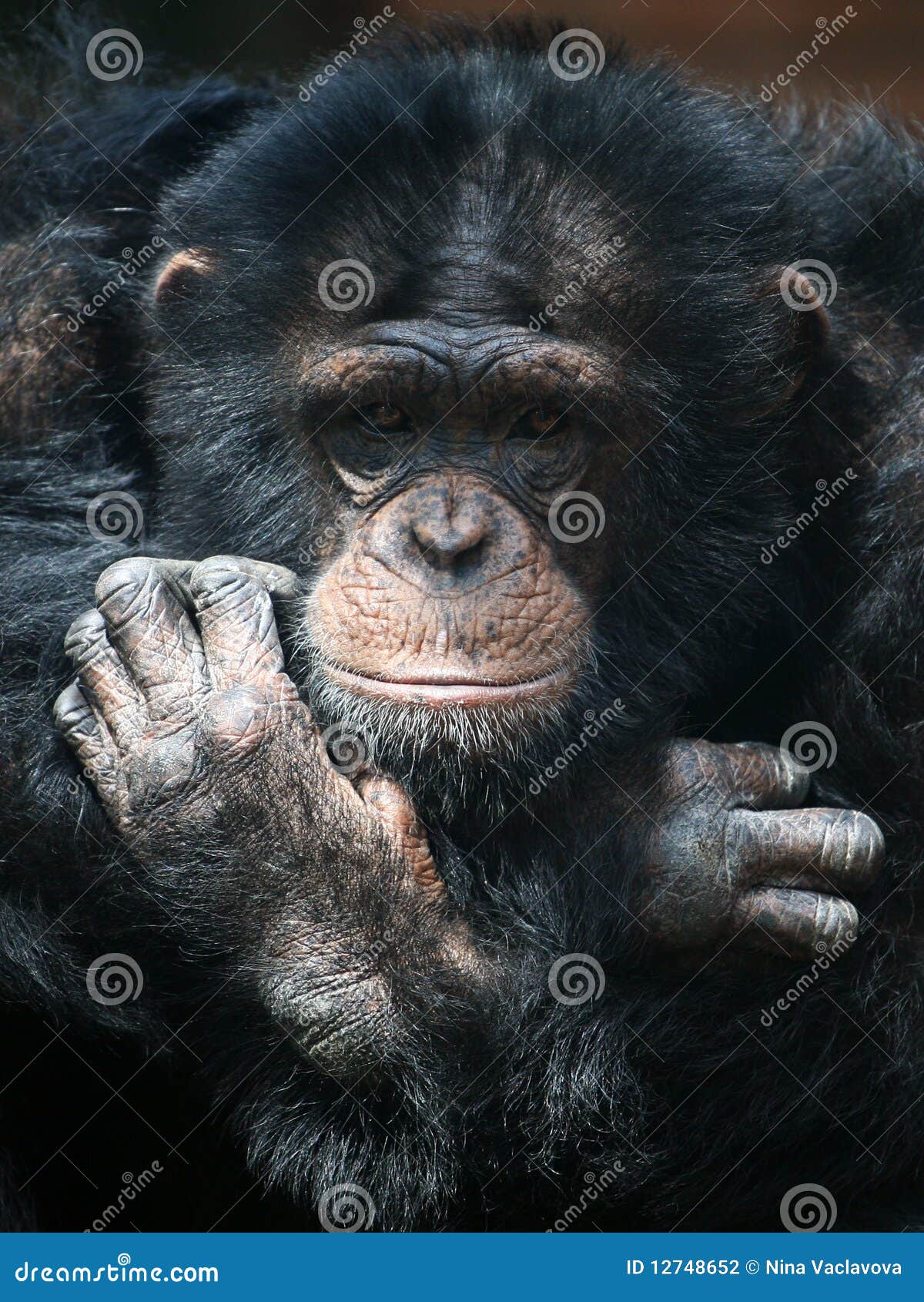 Chimpanzee stock photo. Image of human, head, chimpanzee - 12748652