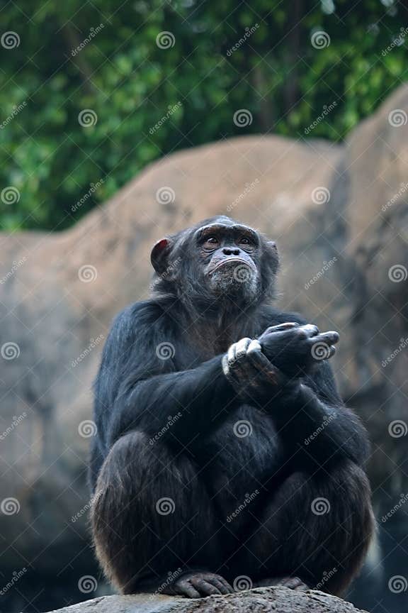 Chimpanzee stock photo. Image of chimp, finger, chimpanzee - 1419044