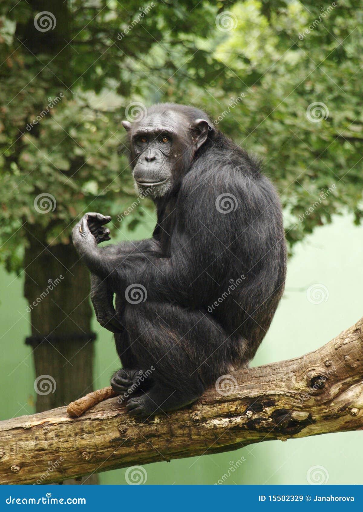 Chimpanzee stock image. Image of chimpanzee, clever, intelligent - 15502329