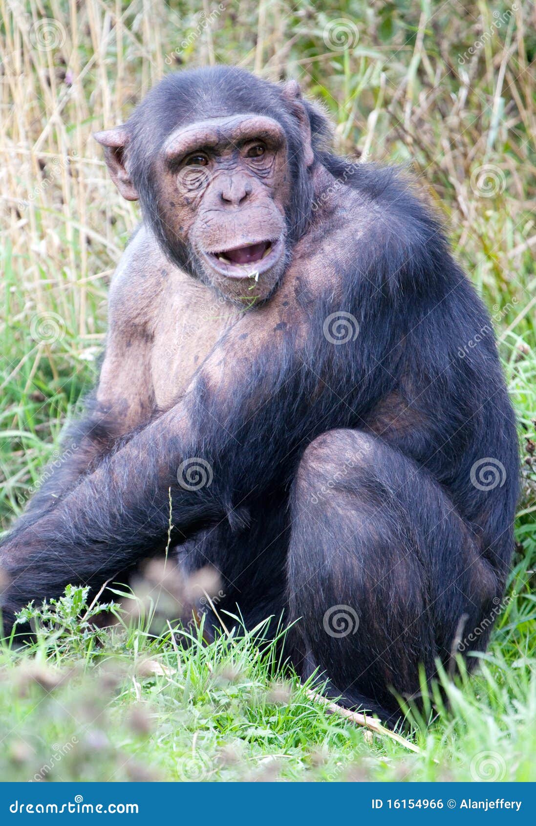 Chimpanzee stock photo. Image of zoology, chimpanzee - 16154966