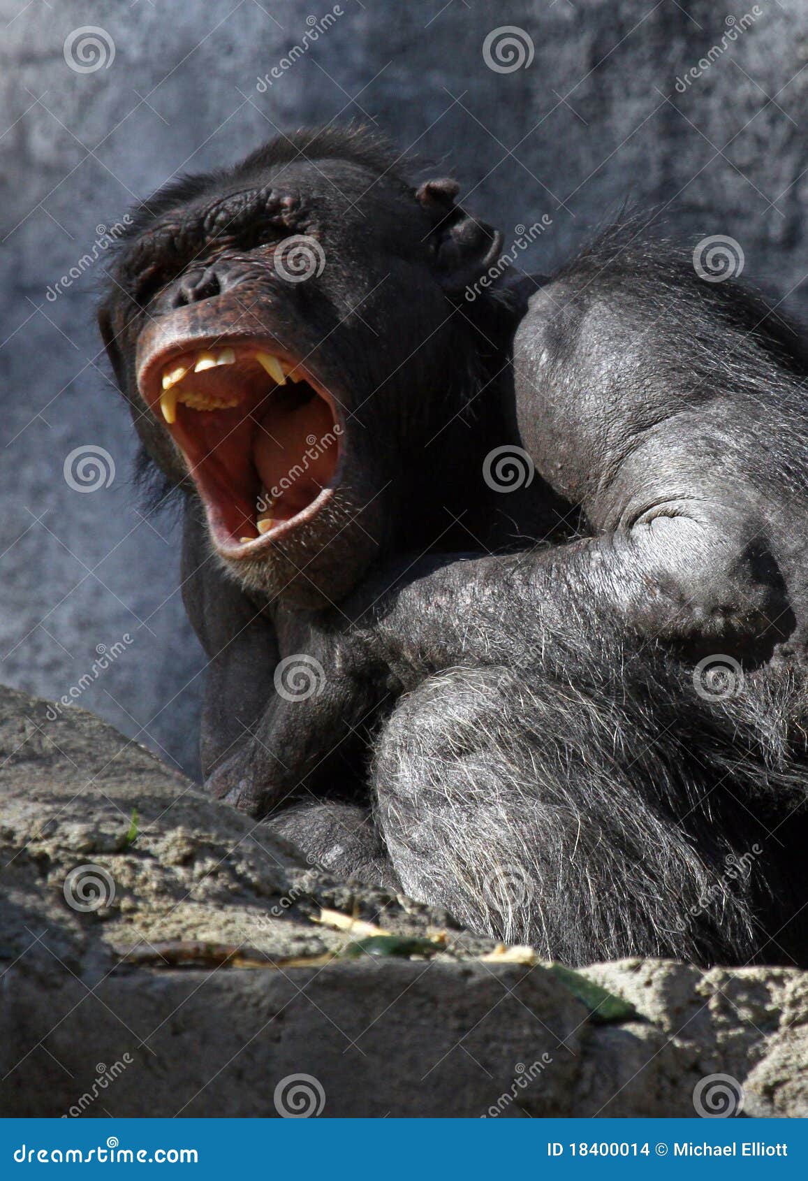 Chimpanzee stock photo. Image of face, yawn, portrait - 18400014