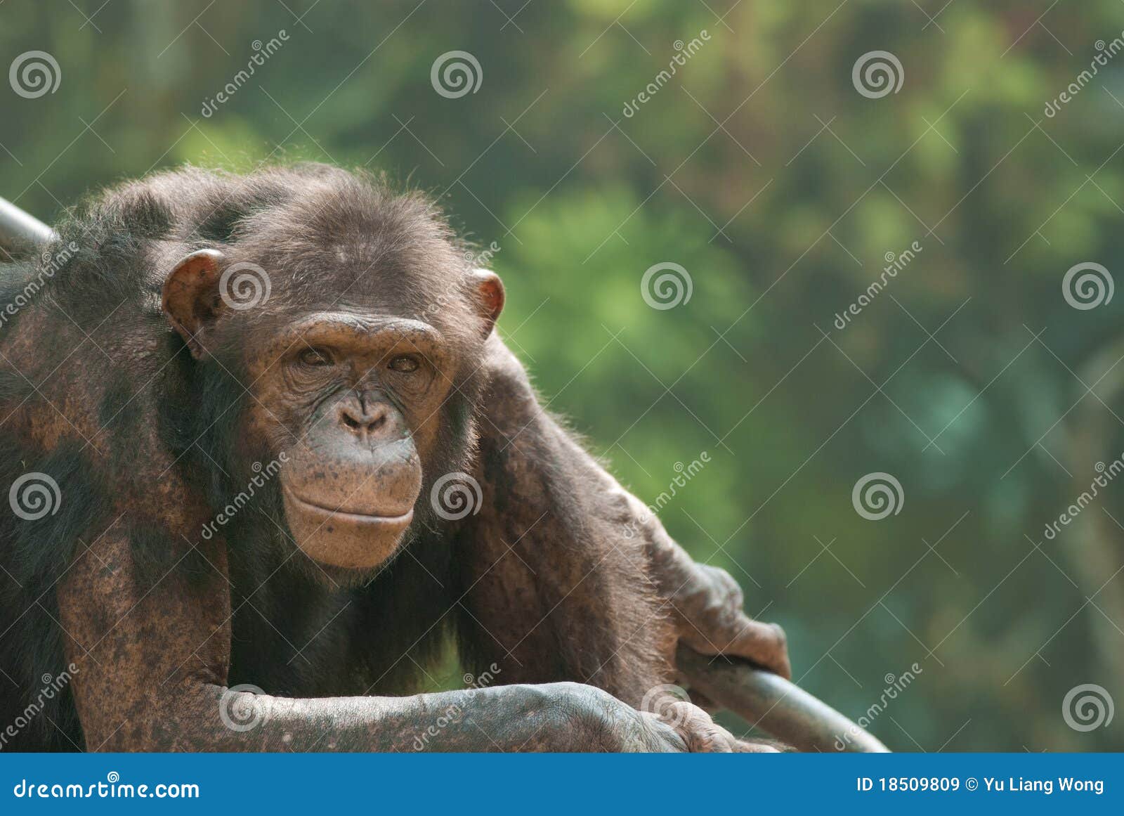 Chimpanzee stock image. Image of sapient, hair, portrait - 18509809