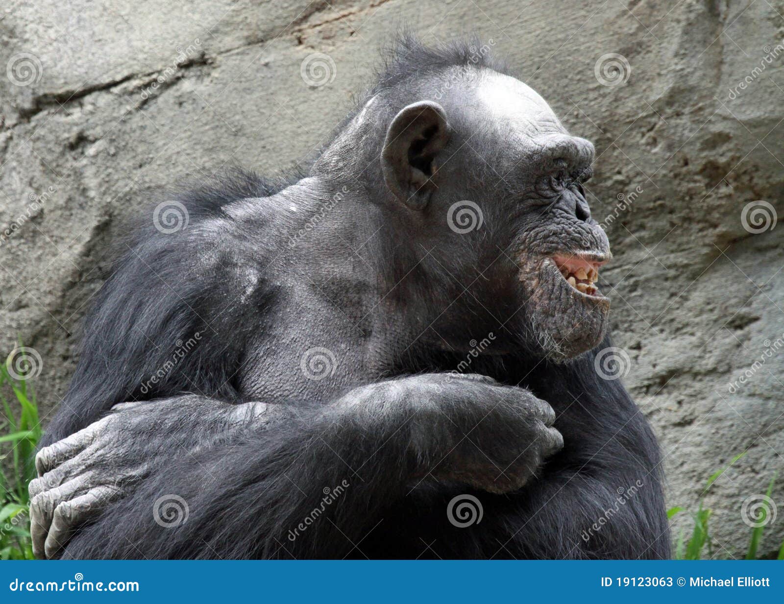 Chimpanzee stock image. Image of chimp, mephoto, forests - 19123063