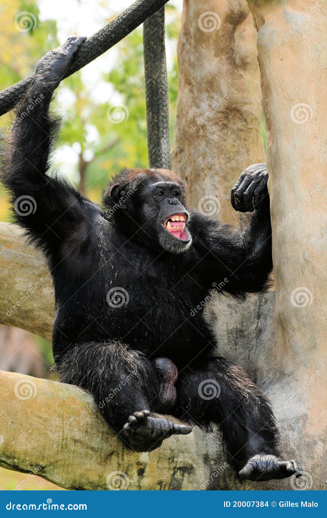 Chimpanzee stock photo. Image of chimp, legs, primates - 20007384