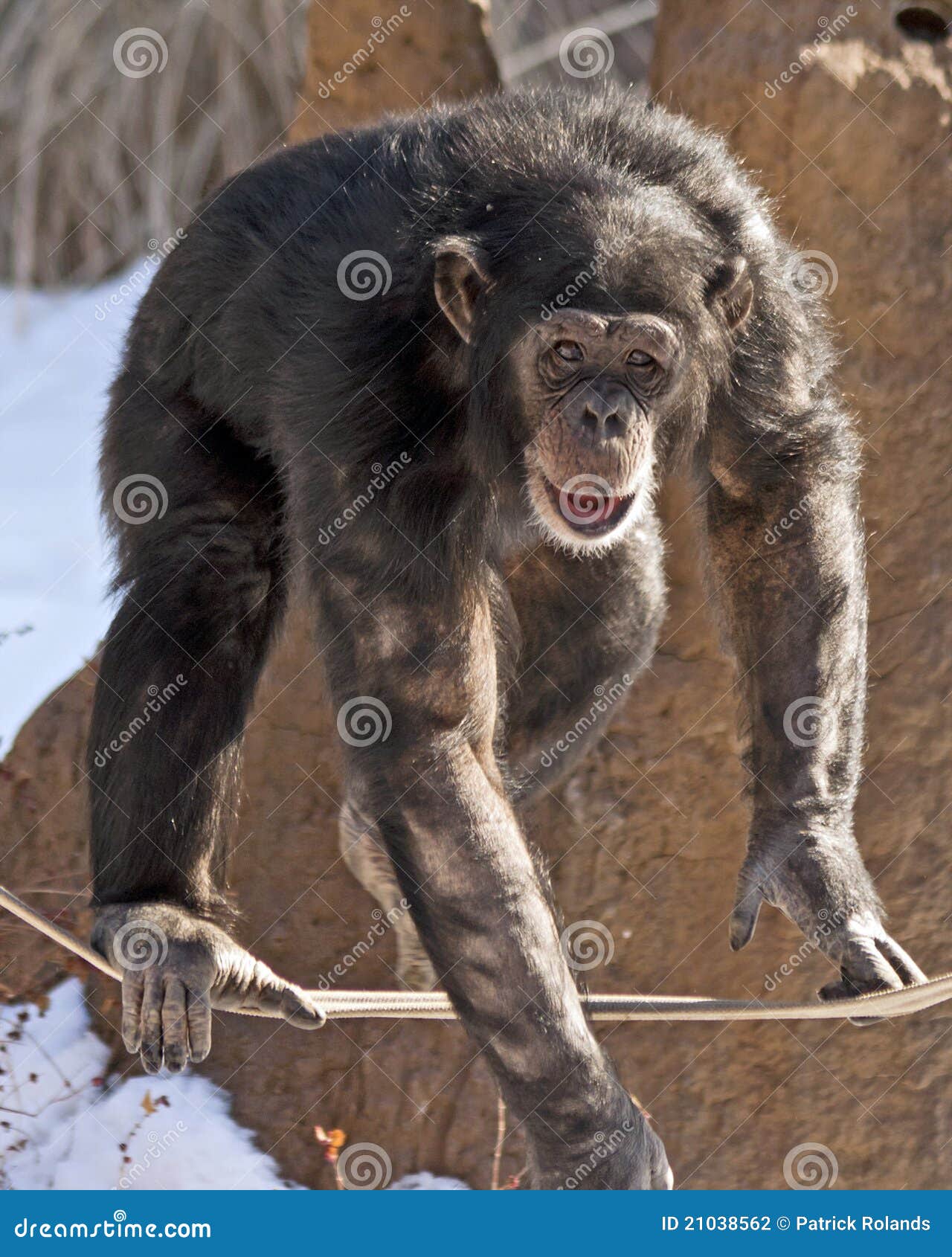 Chimpanzee stock photo. Image of wildlife, swing, conservation - 21038562