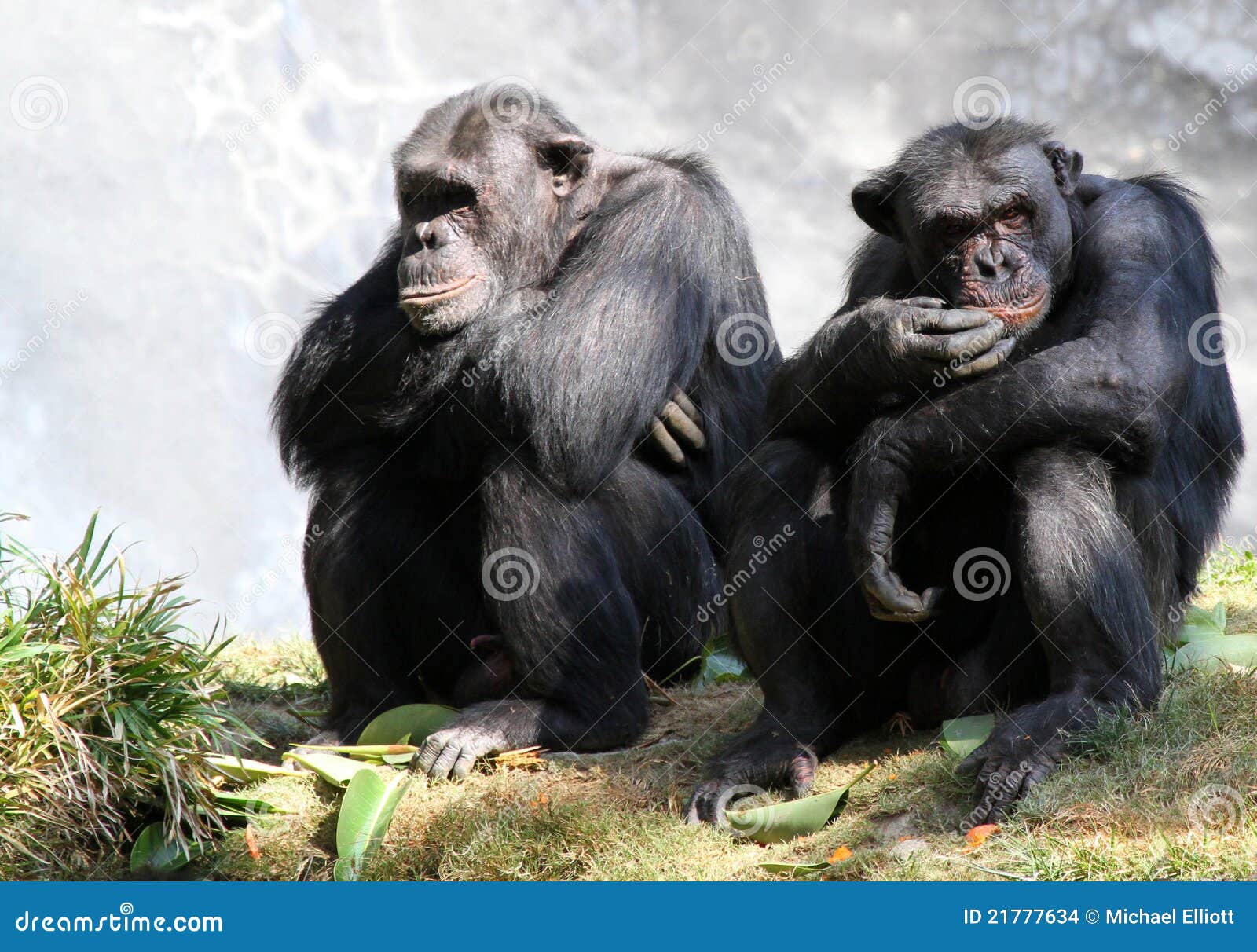 Chimpanzee stock photo. Image of chimps, africa, sitting - 21777634