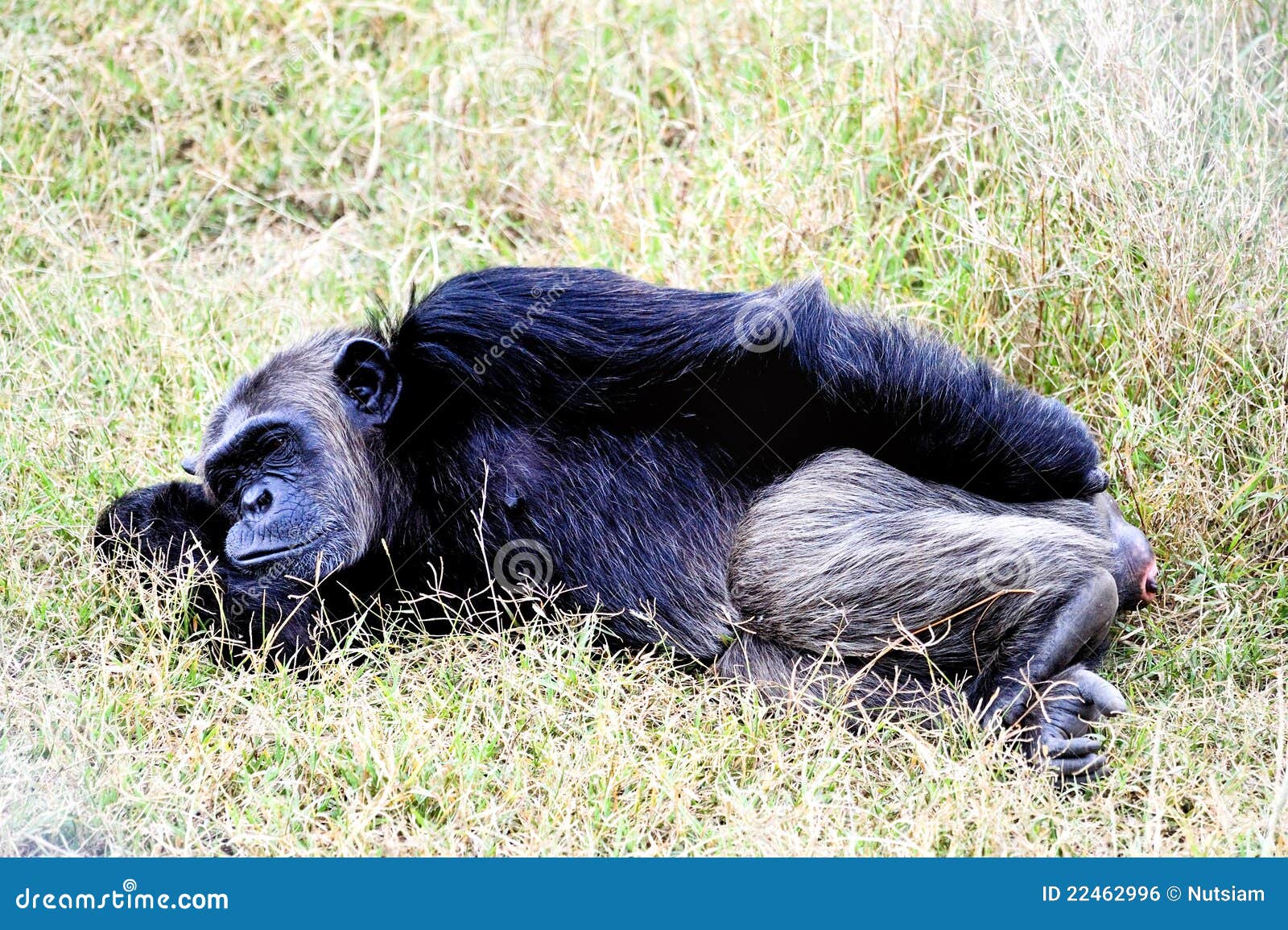 Chimpanzee stock photo. Image of tired, simian, relaxation - 22462996