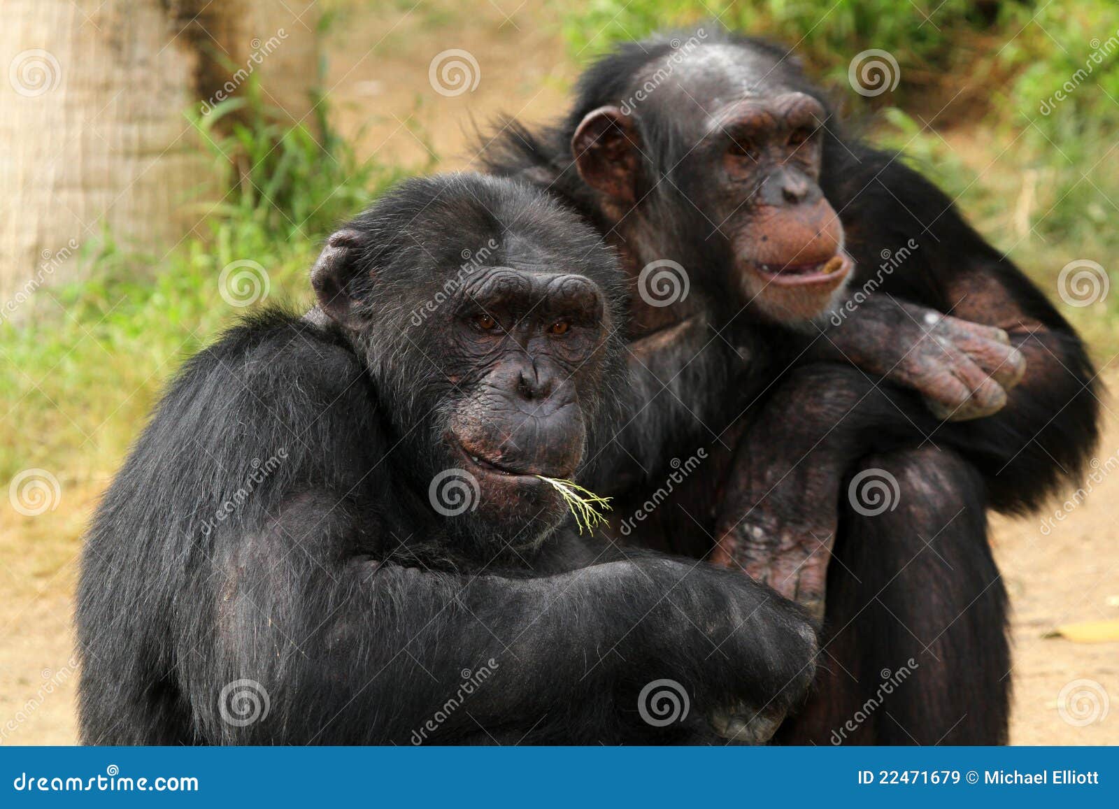 Chimpanzee stock image. Image of primate, mephoto, feeding - 22471679