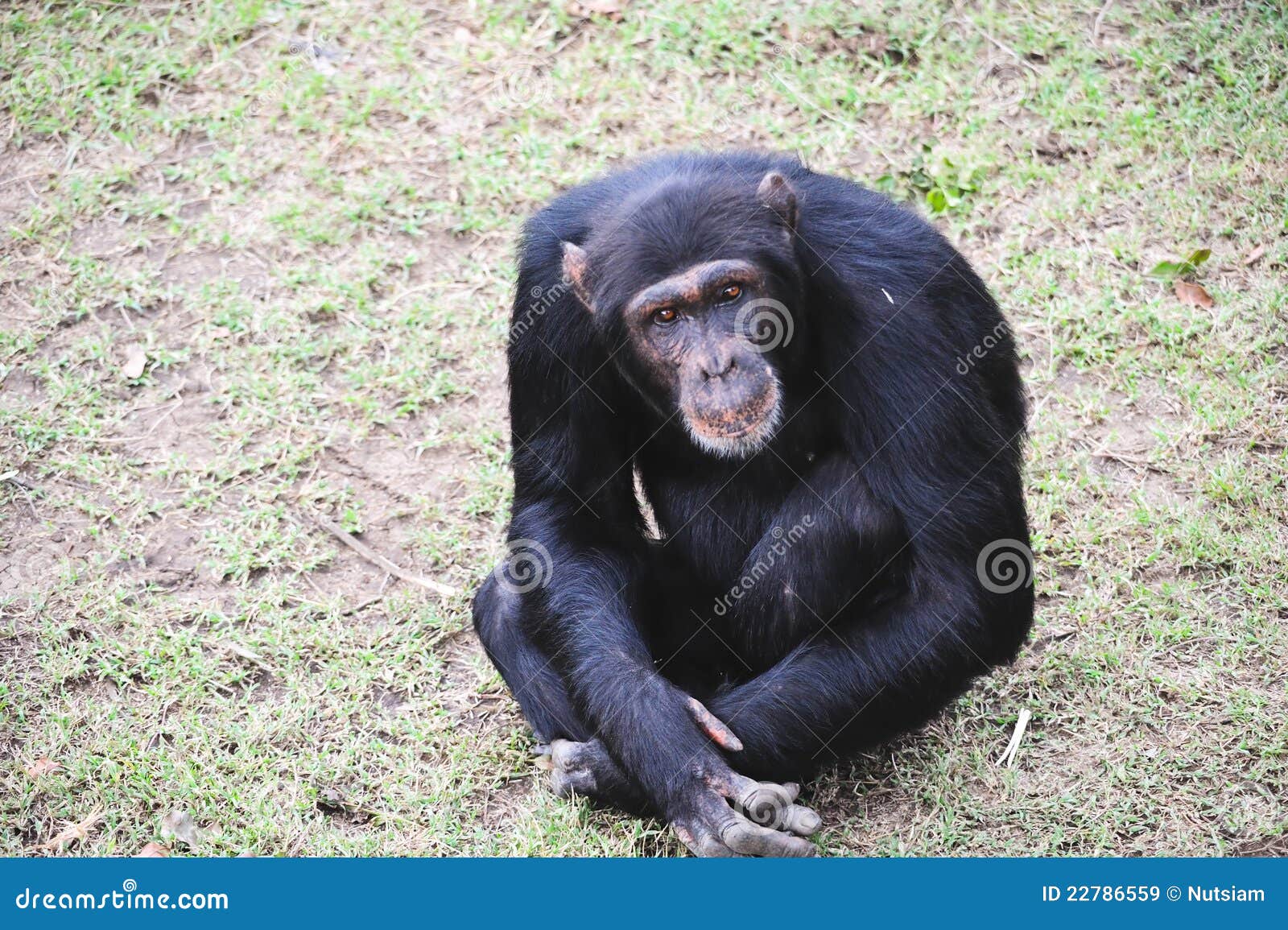 Chimpanzee stock image. Image of reclining, outdoors - 22786559