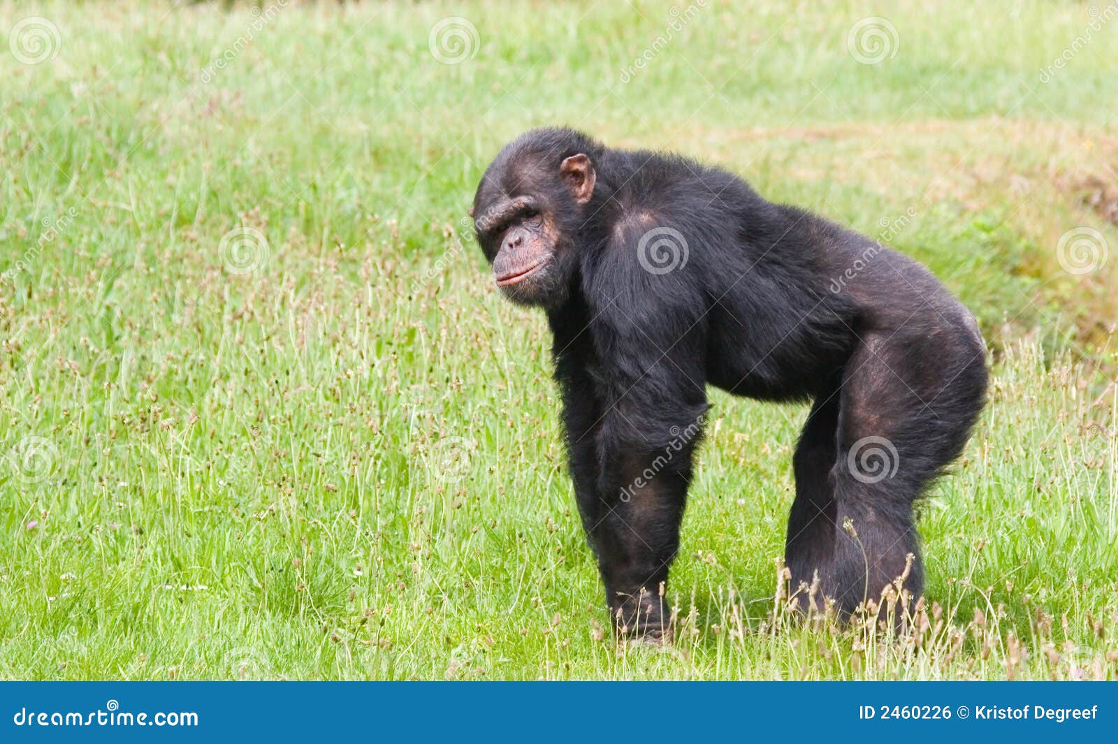 Chimpanzee stock photo. Image of animal, face, chimp, portrait - 2460226