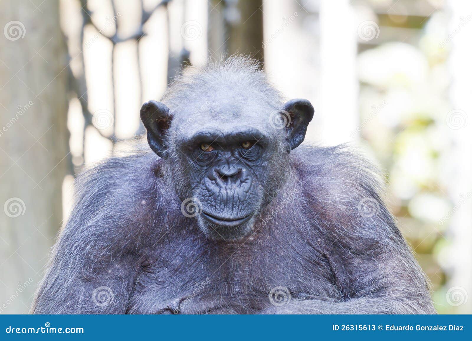 Chimpanzee stock image. Image of face, chimpanzee, skin - 26315613